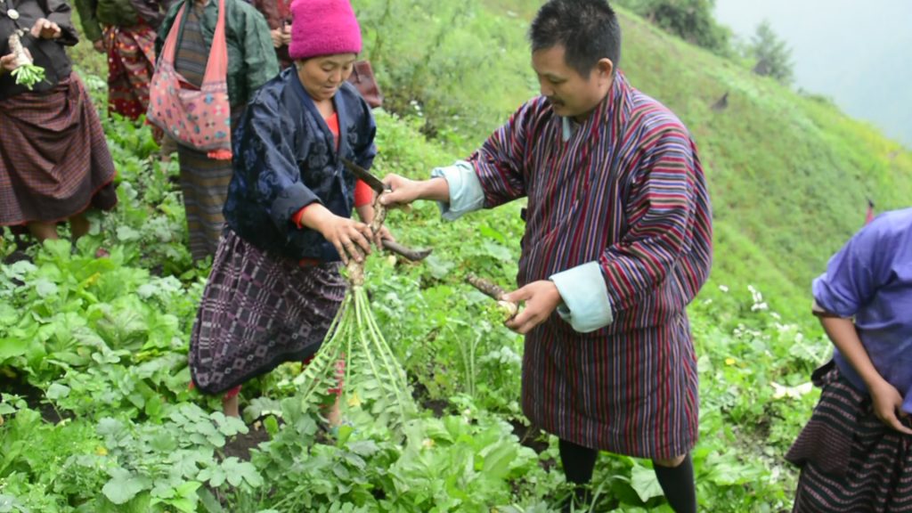 Trader provides hands-on training on vegetable harvesting and handling ...