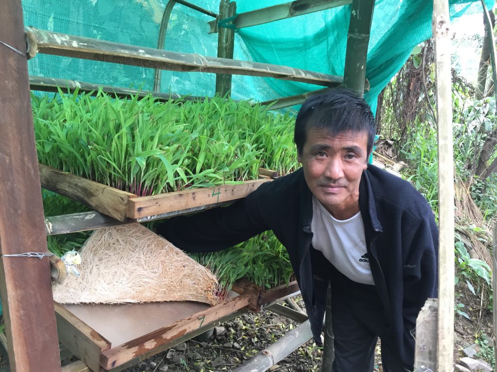 Hydroponics Maize Fodder - Carlep Carlep